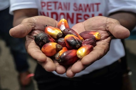 RIAUPAGI.com | Harga TBS Kelapa Sawit Swadaya di Riau Naik untuk Periode 23 - 29 April 2025